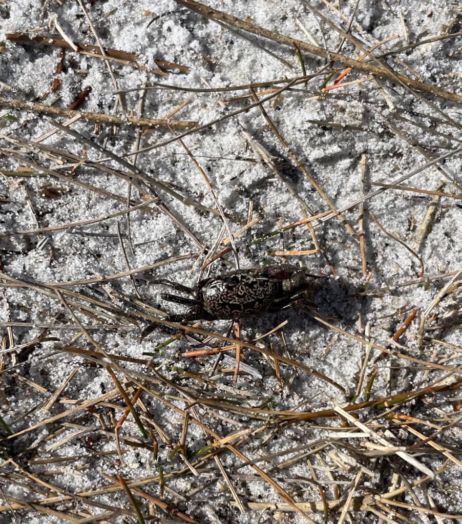 La Florida – HMS Beangle